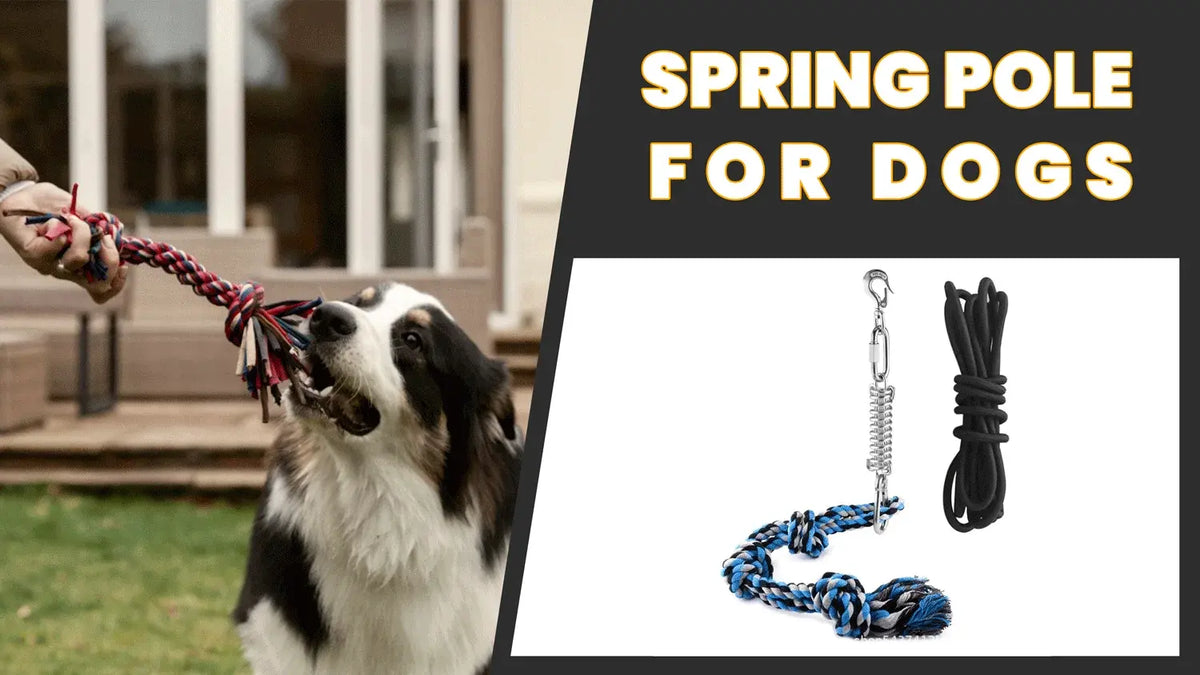 Dog Spring Pole – Elite Pet Shop