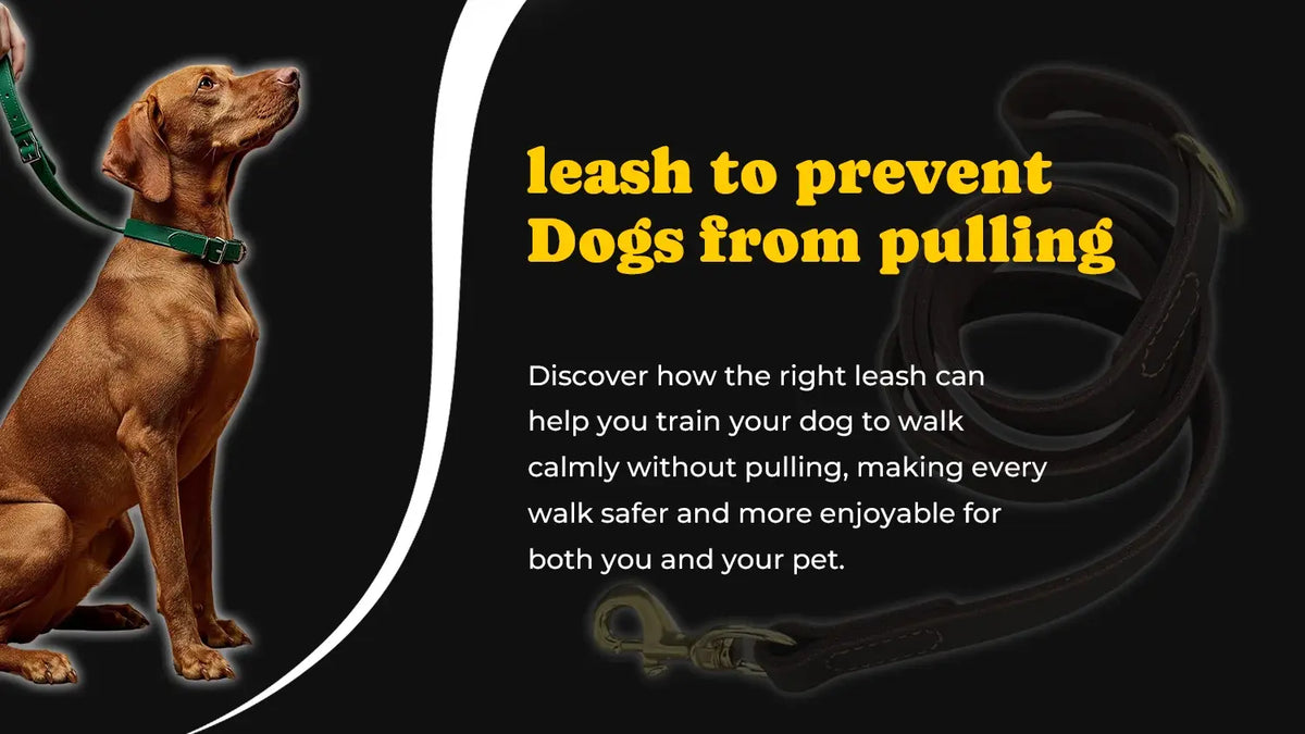 Using a leash to stop dogs from pulling – Elite Pet Shop